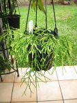 How to Grow and Care for Rhipsalis in Australia : AGT