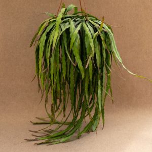 How to Grow and Care for Rhipsalis in Australia : AGT