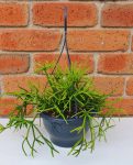 How to Grow and Care for Rhipsalis in Australia : AGT