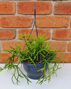 How to Grow and Care for Rhipsalis in Australia : AGT