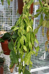 How to Grow and Care for Rhipsalis in Australia : AGT