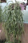 How to Grow and Care for Rhipsalis in Australia : AGT