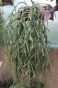 How to Grow and Care for Rhipsalis in Australia : AGT