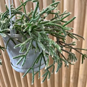 How to Grow and Care for Rhipsalis in Australia : AGT