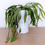 How to Grow and Care for Rhipsalis in Australia : AGT