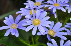 30 Beautiful Blue Flowers for Australian Gardens