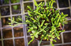 How to Grow and Care for Rhipsalis in Australia : AGT
