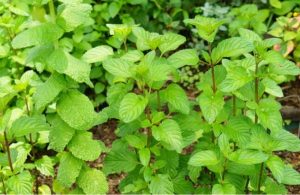30 Types of Mint to Grow in Australia