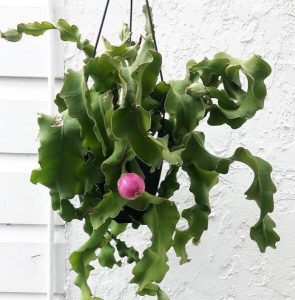 Epiphyllum: How to Grow Orchid Cactus in Australia