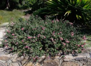 Grevillea Ground Cover Varieties - Australian Native Guide