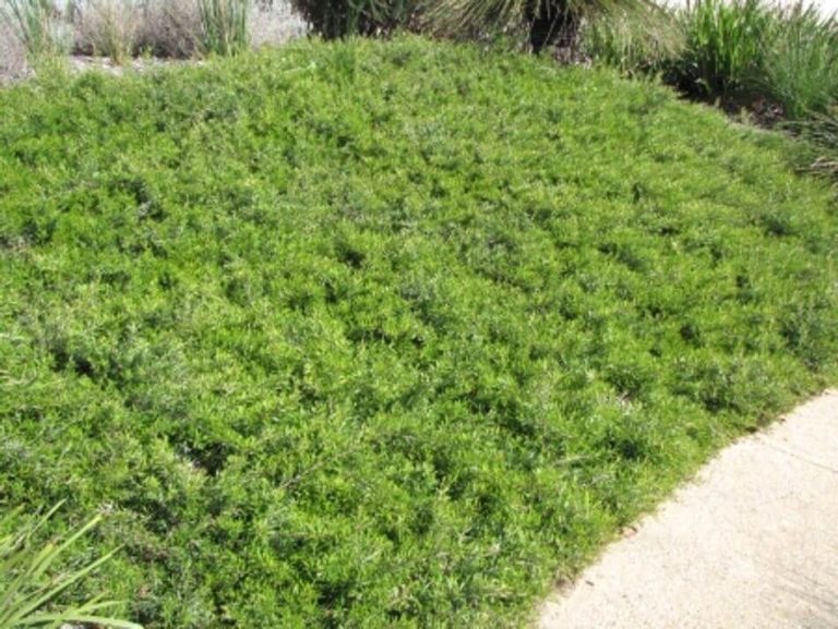 Grevillea Ground Cover Varieties - Australian Native Guide