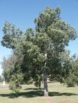 Kurrajong Tree (Brachychiton populneus) Growing Guide
