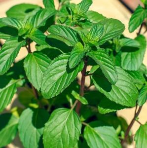 30 Types of Mint to Grow in Australia