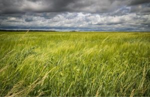 7 Best Shade Tolerant Grasses in Australia : AGT
