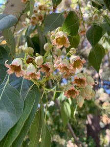 Brachychiton populneus (Kurrajong Tree) Growing Guide