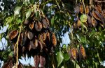 Kurrajong Tree (Brachychiton populneus) Growing Guide
