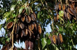 Brachychiton populneus (Kurrajong Tree) Growing Guide