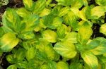 30 Types of Mint to Grow in Australia