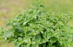 30 Types of Mint to Grow in Australia