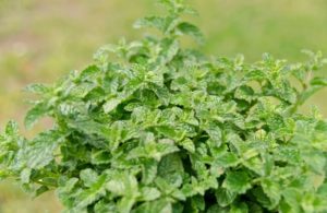 30 Types of Mint to Grow in Australia