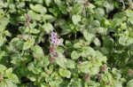 30 Types of Mint to Grow in Australia