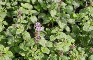 30 Types of Mint to Grow in Australia