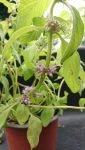 30 Types of Mint to Grow in Australia
