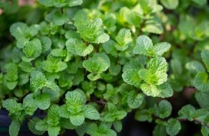 30 Types of Mint to Grow in Australia