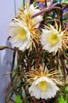 Epiphyllum: How to Grow Orchid Cactus in Australia