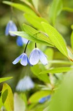 30 Beautiful Blue Flowers for Australian Gardens
