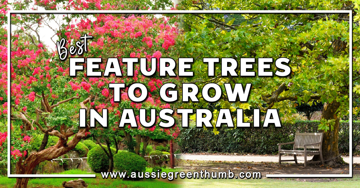 15 Best Feature Trees to Grow in Australia - AGT