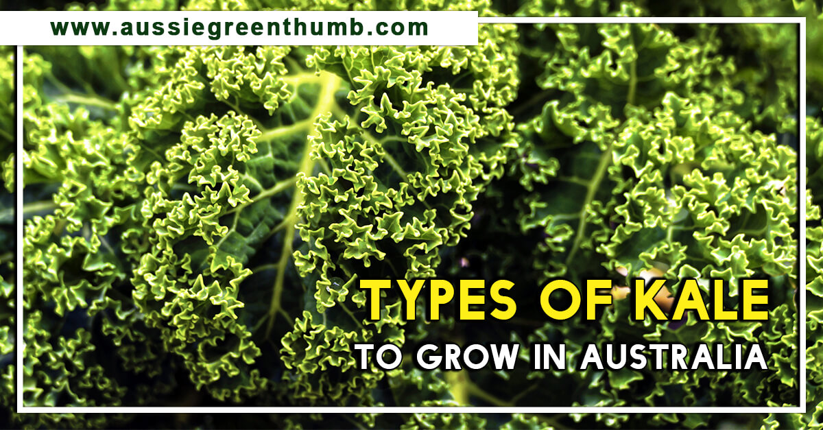 25 Types of Kale to Grow in Australia - AGT