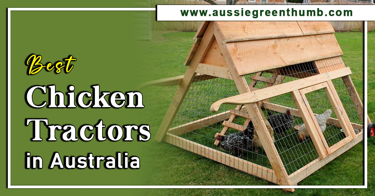5 Best Chicken Tractors in Australia for 2025