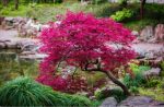 15 Best Feature Trees to Grow in Australia - AGT
