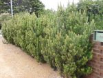 15 Australian Bushes to Grow in Your Garden - AGT