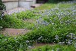 42 Best Ground Cover Plants in Australia - AGT
