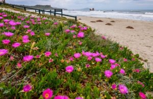 42 Best Ground Cover Plants in Australia - AGT