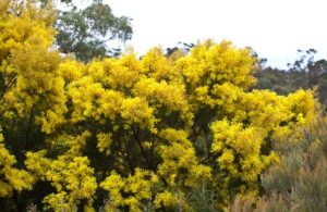 15 Australian Bushes to Grow in Your Garden - AGT