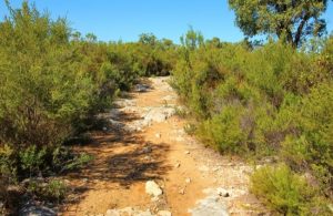 15 Australian Bushes to Grow in Your Garden - AGT