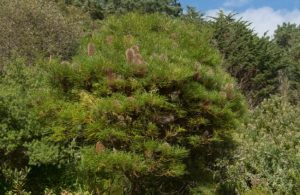 15 Australian Bushes to Grow in Your Garden - AGT