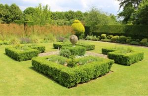 Buxus: How to Grow and Care for Box Hedges in Australia