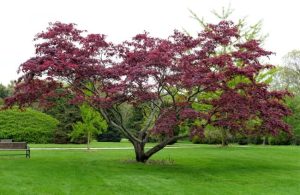 15 Best Feature Trees to Grow in Australia - AGT