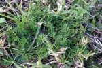 How to Get Rid of Bindii Weed From Your Lawn - AGT