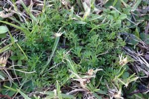 How to Get Rid of Bindii Weed From Your Lawn - AGT