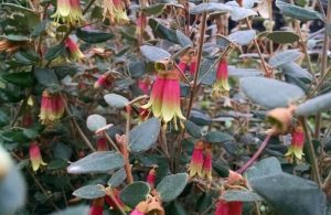 15 Australian Bushes to Grow in Your Garden - AGT