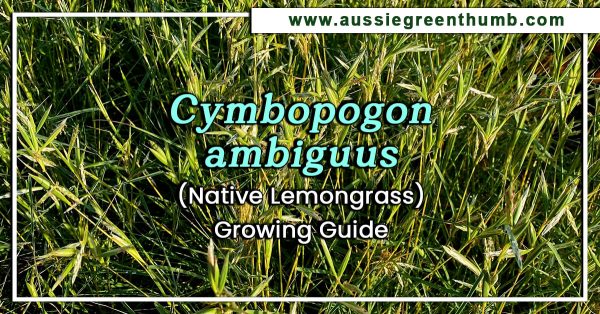 Cat Grass: Australian Grow and Care Guide : AGT