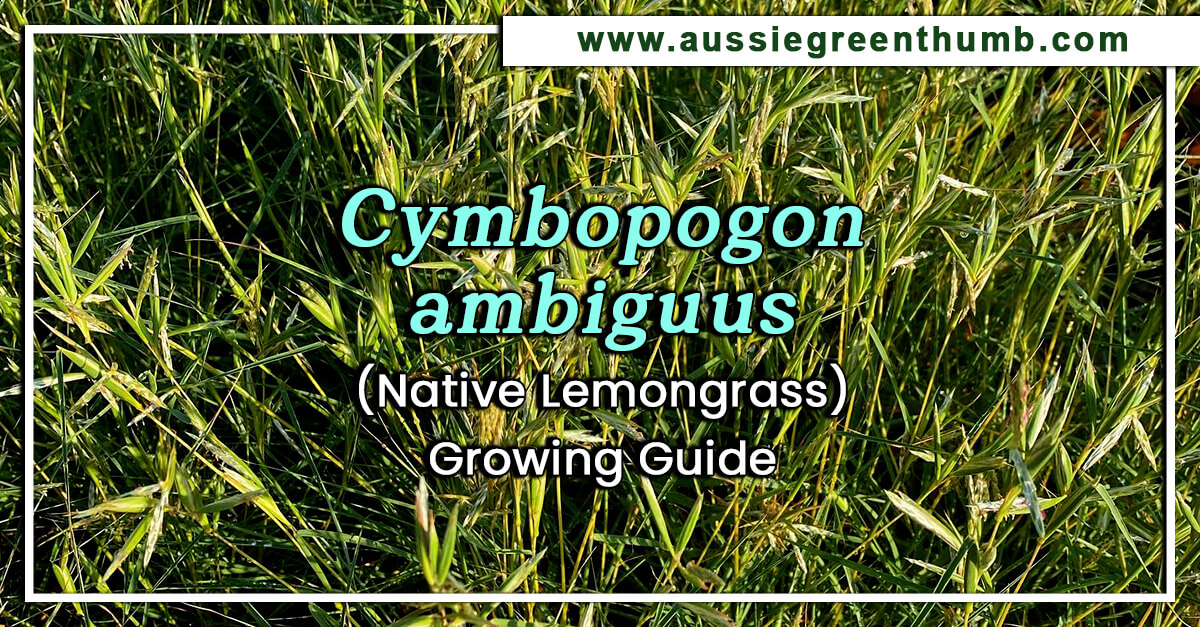 Cymbopogon ambiguus (Native Lemongrass) Growing Guide