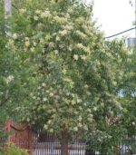 Australian Deciduous Trees - AGT