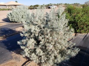 15 Australian Bushes to Grow in Your Garden - AGT