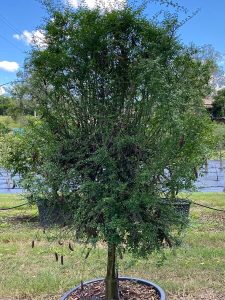 15 Best Feature Trees to Grow in Australia - AGT